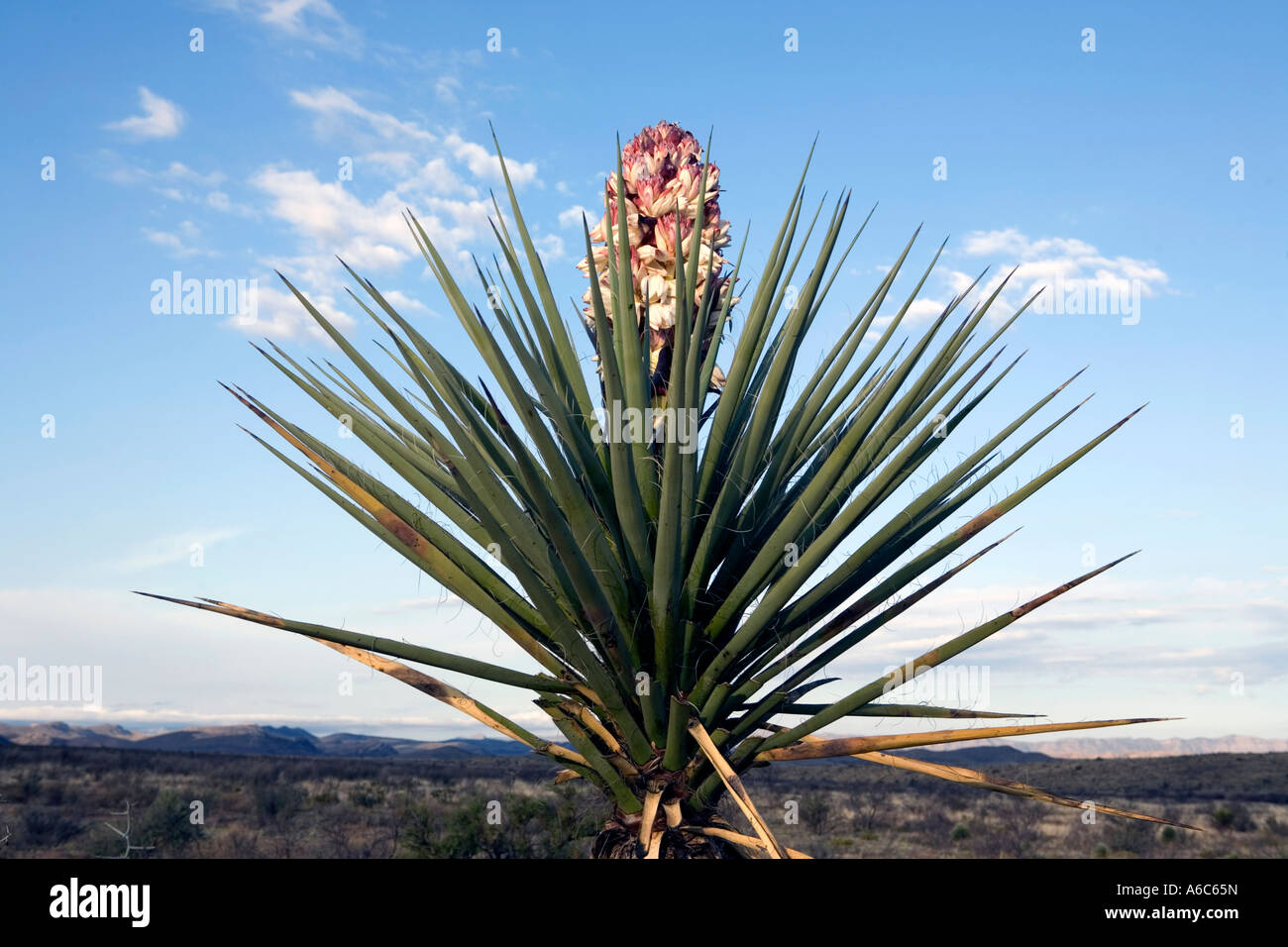 Blooming Yucca cactus in West Texas in the north tip of the Chihuahuan ...