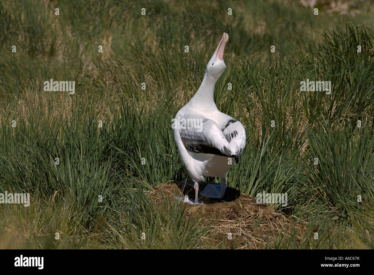 Albatross Compared To Human