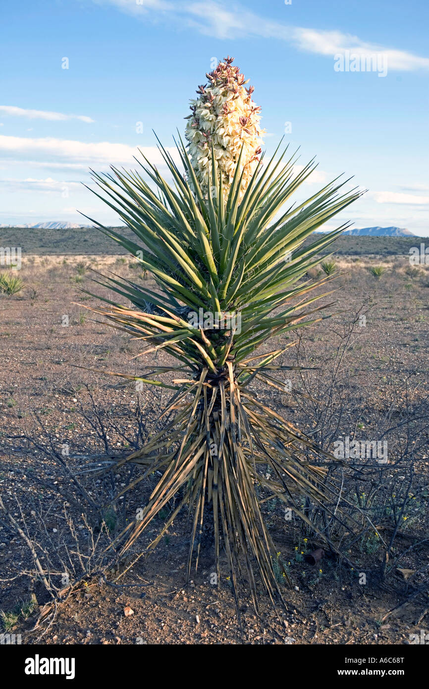 Blooming Yucca cactus in West Texas in the north tip of the Chihuahuan ...