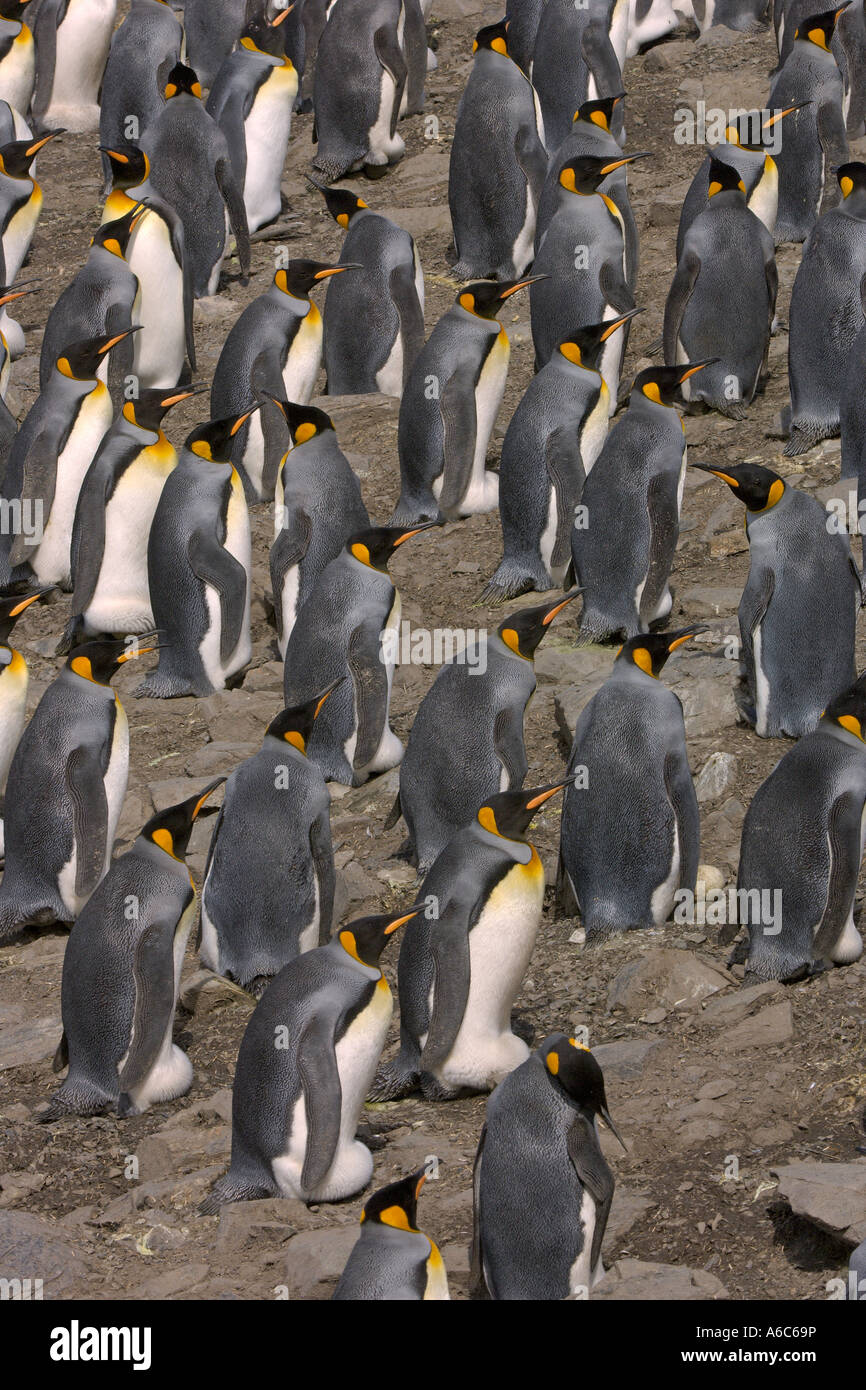 King penguin Aptenodytes patagonicus rookery at Salisbury Plain South ...