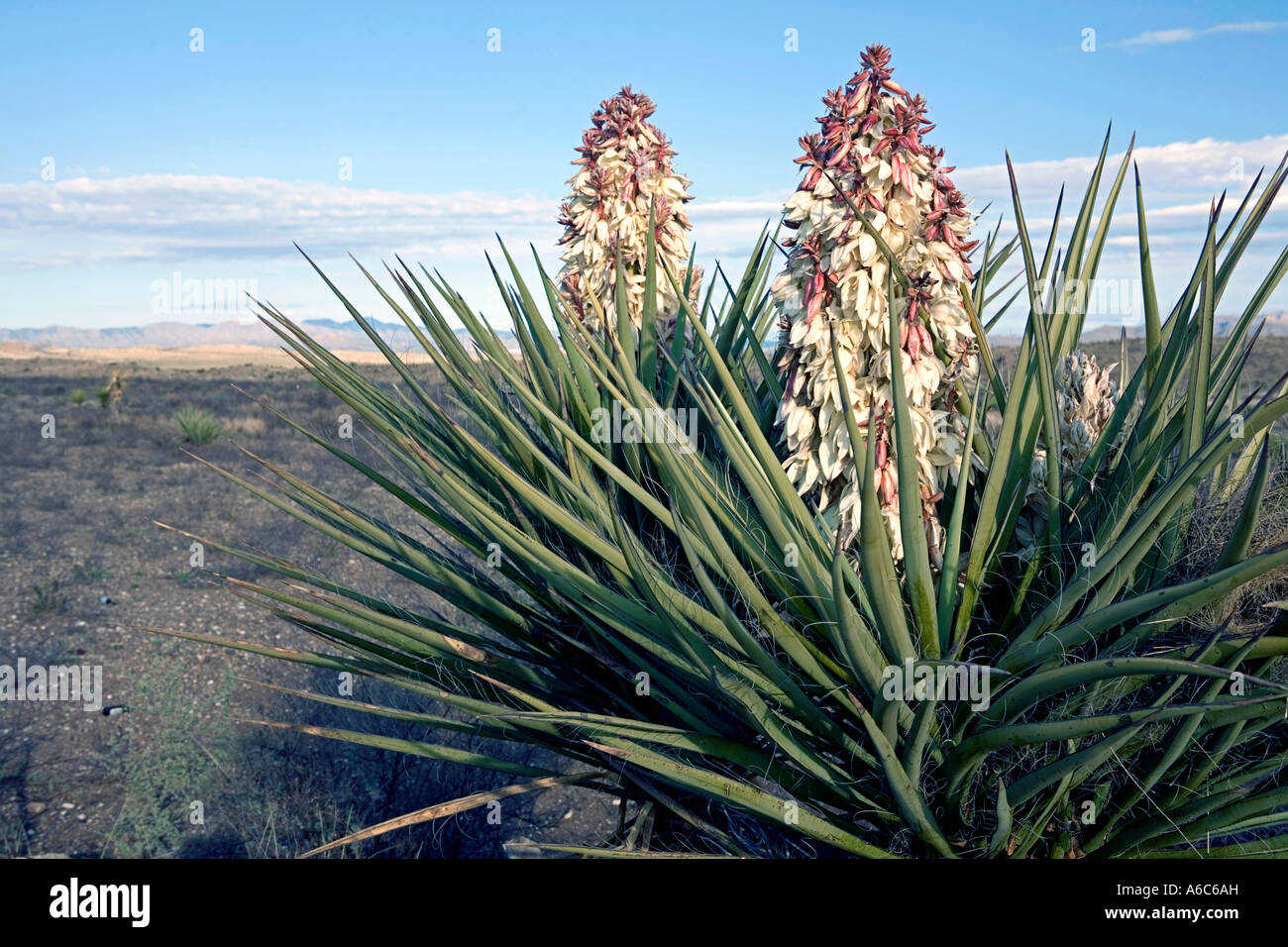Blooming Yucca cactus in West Texas in the north tip of the Chihuahuan ...