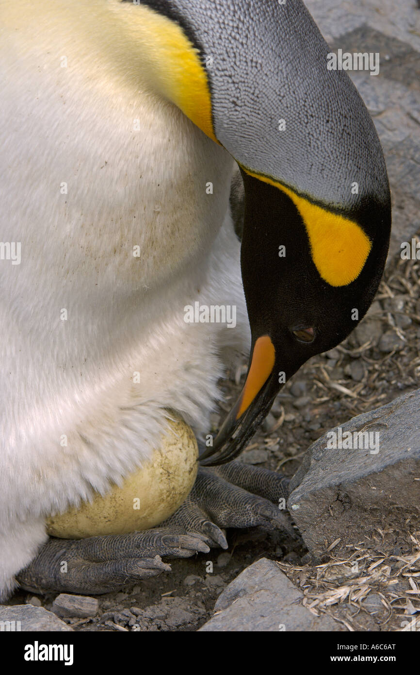 Penguin egg hi-res stock photography and images - Alamy