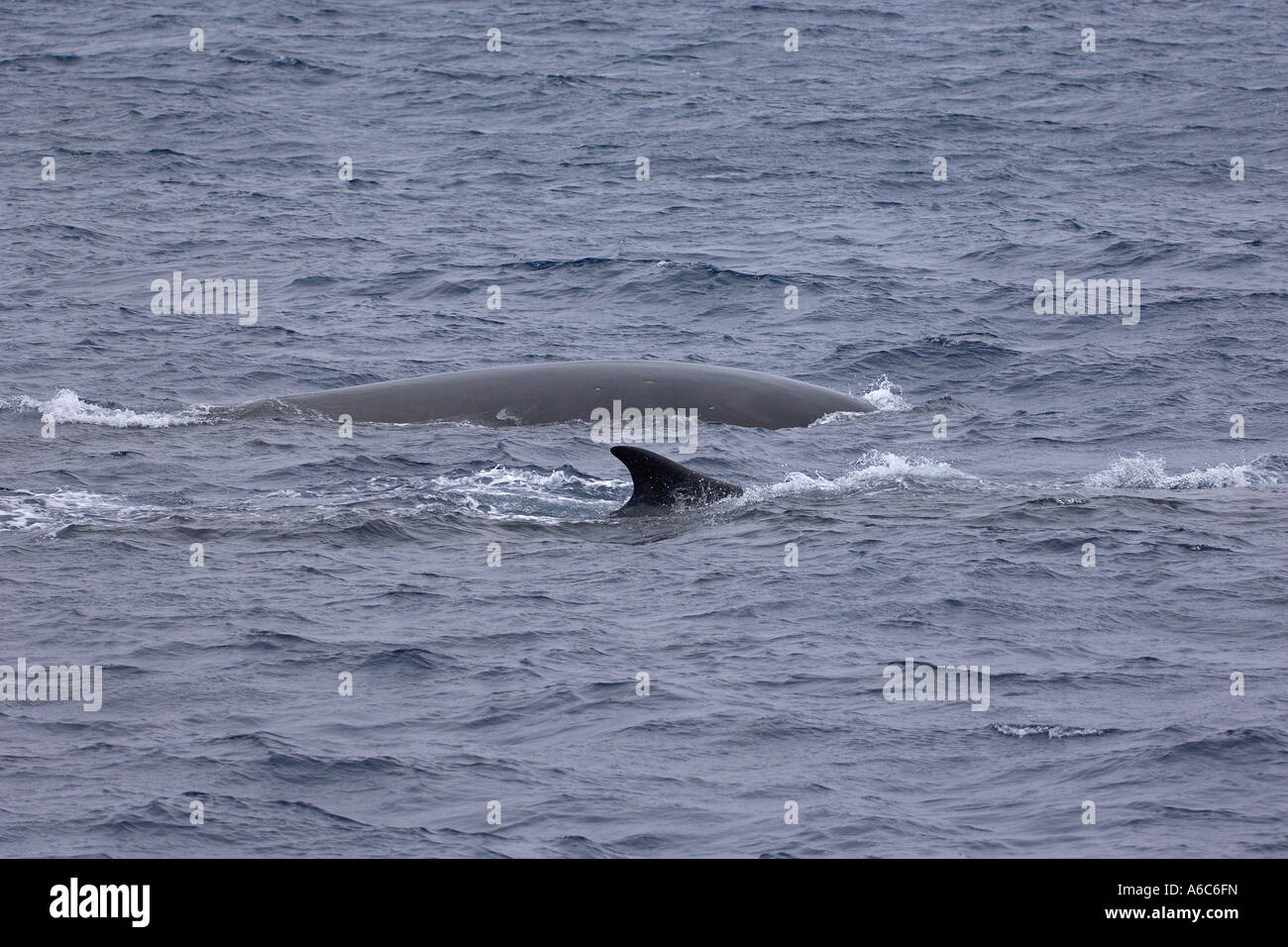 Fin whales Balaenoptera physalus breaking surface Southern Ocean near South Orkney Isles ...