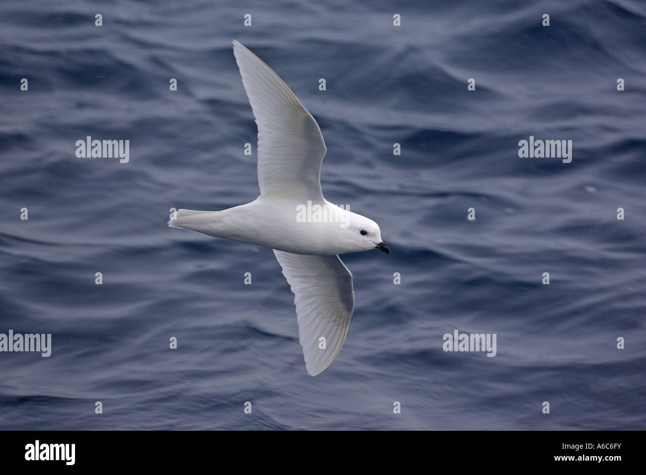Snow petrel Pagodroma nivea in flight Southern Ocean near South ...