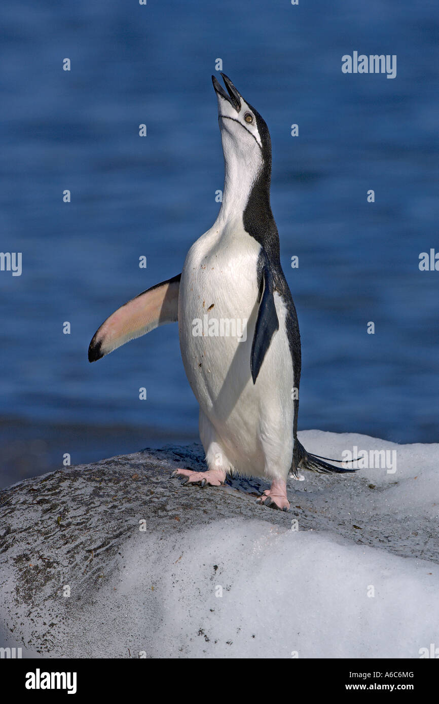 Chinstrap penguin Pygoscelis antarctica displaying Aitcho Islands ...