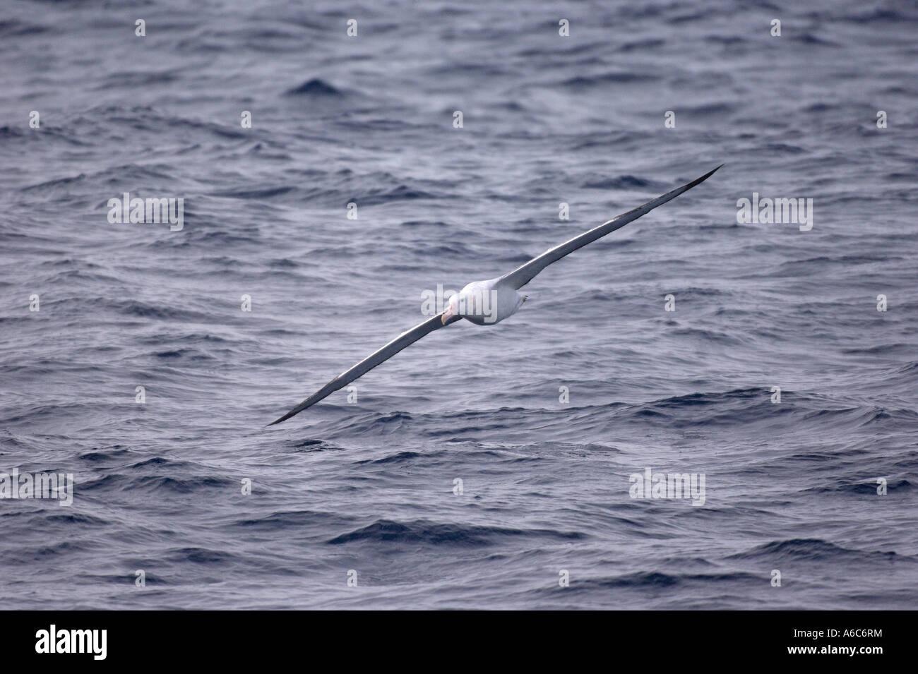 Wandering albatross Diomedea exulans sub adult in flight Drake Passage ...
