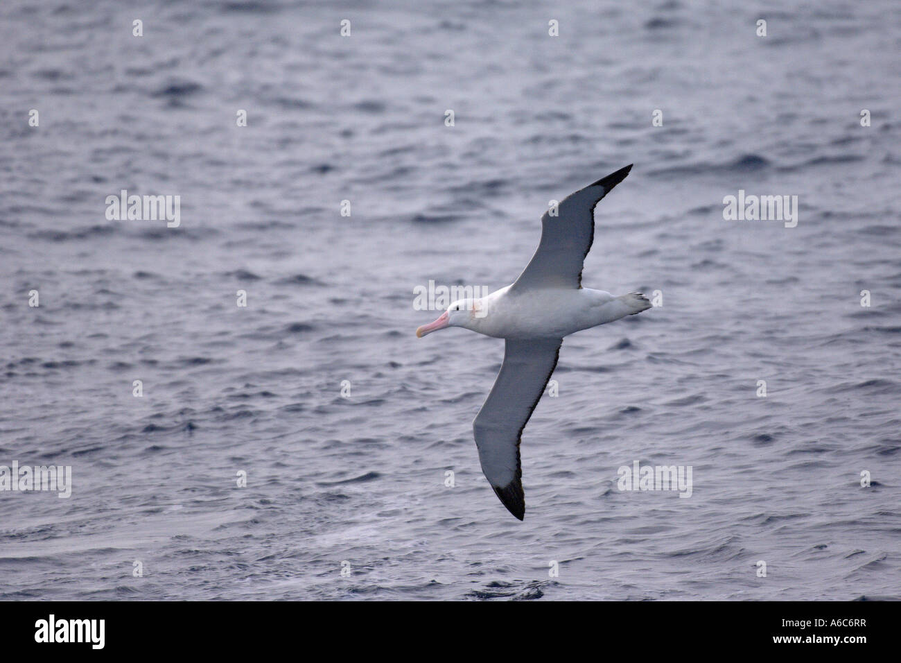 Flying adult wandering albatross hi-res stock photography and images ...