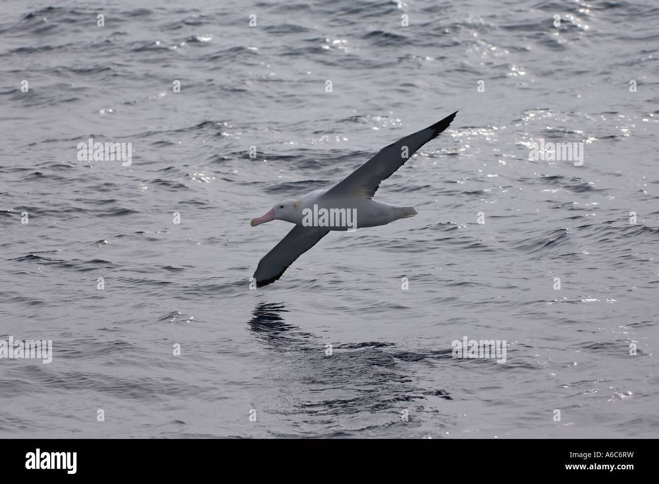 Wandering albatross Diomedea exulans sub adult in flight Drake Passage ...
