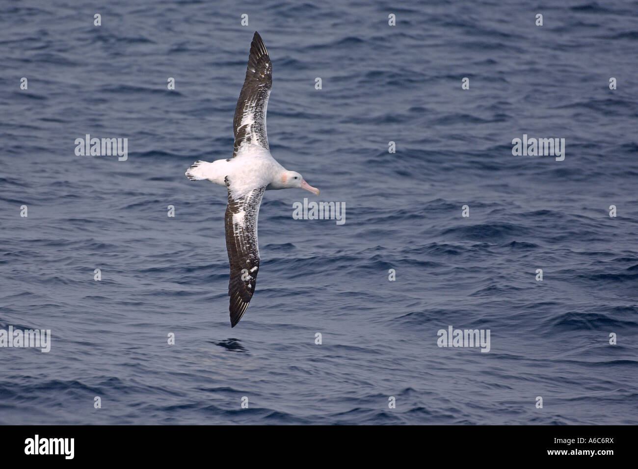 Wandering albatross Diomedea exulans sub adult in flight Drake Passage ...