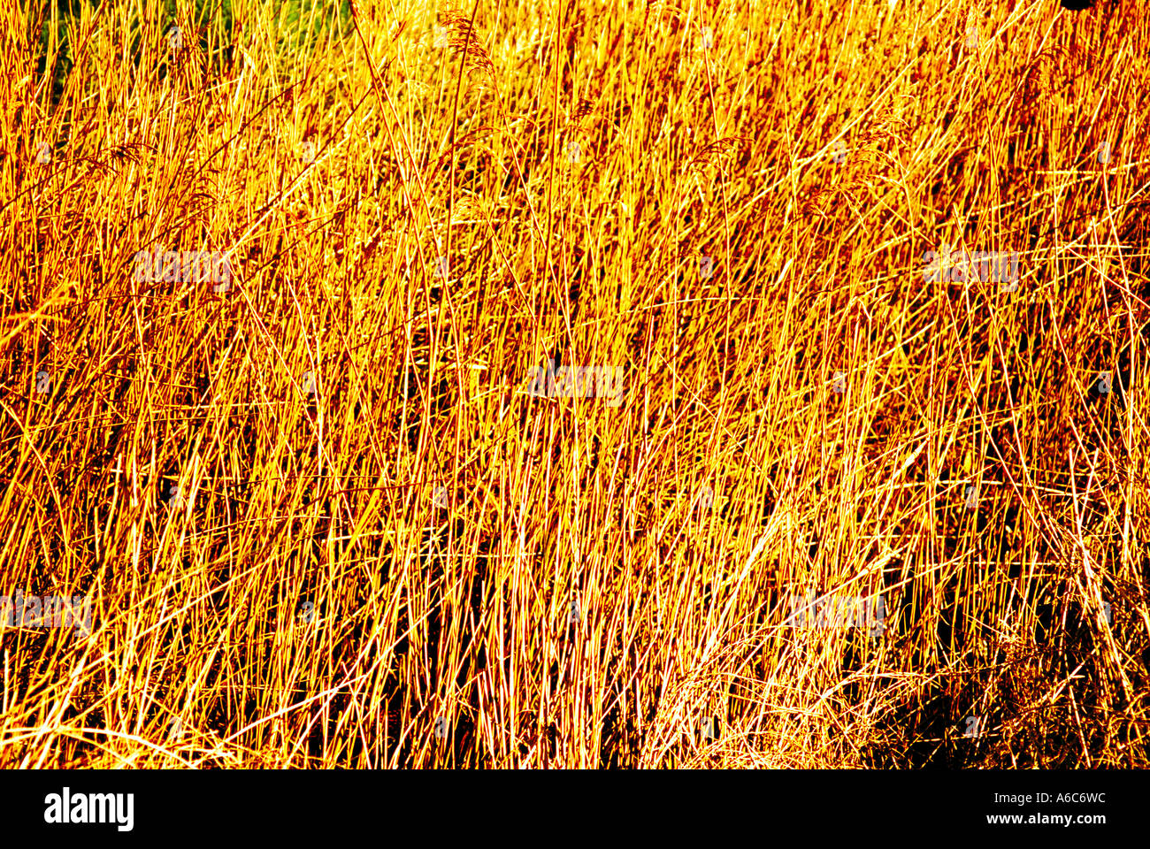 Gold reeds hi-res stock photography and images - Alamy