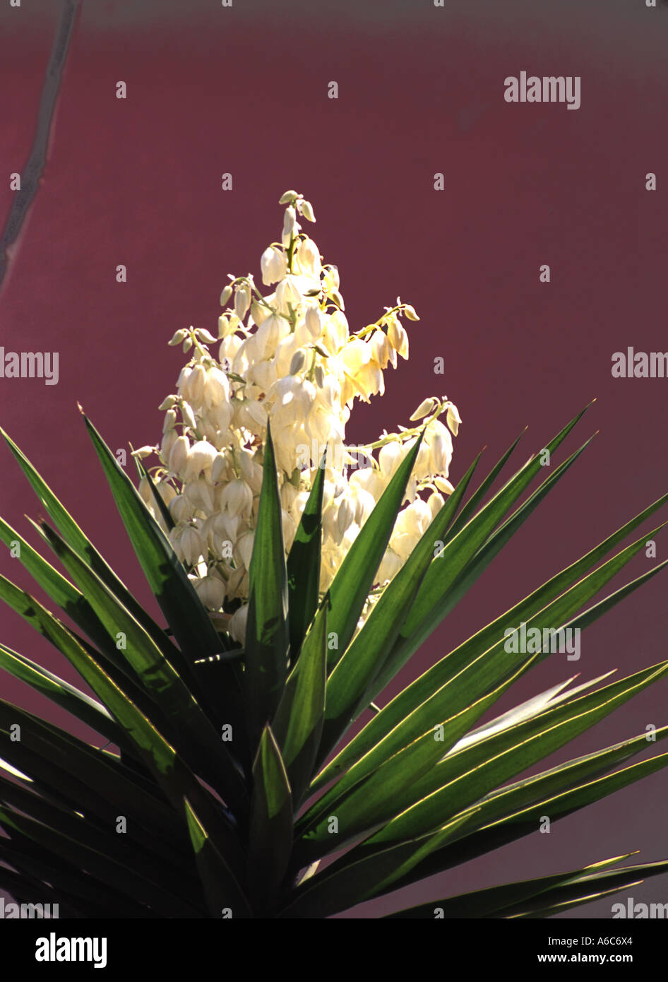 Yucca in bloom Stock Photo - Alamy
