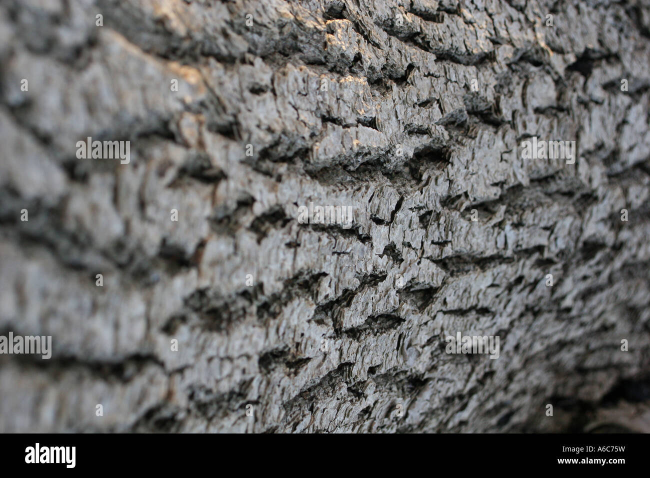 Ash tree bark. Abstract close up. Landscape. Full colour Stock Photo ...