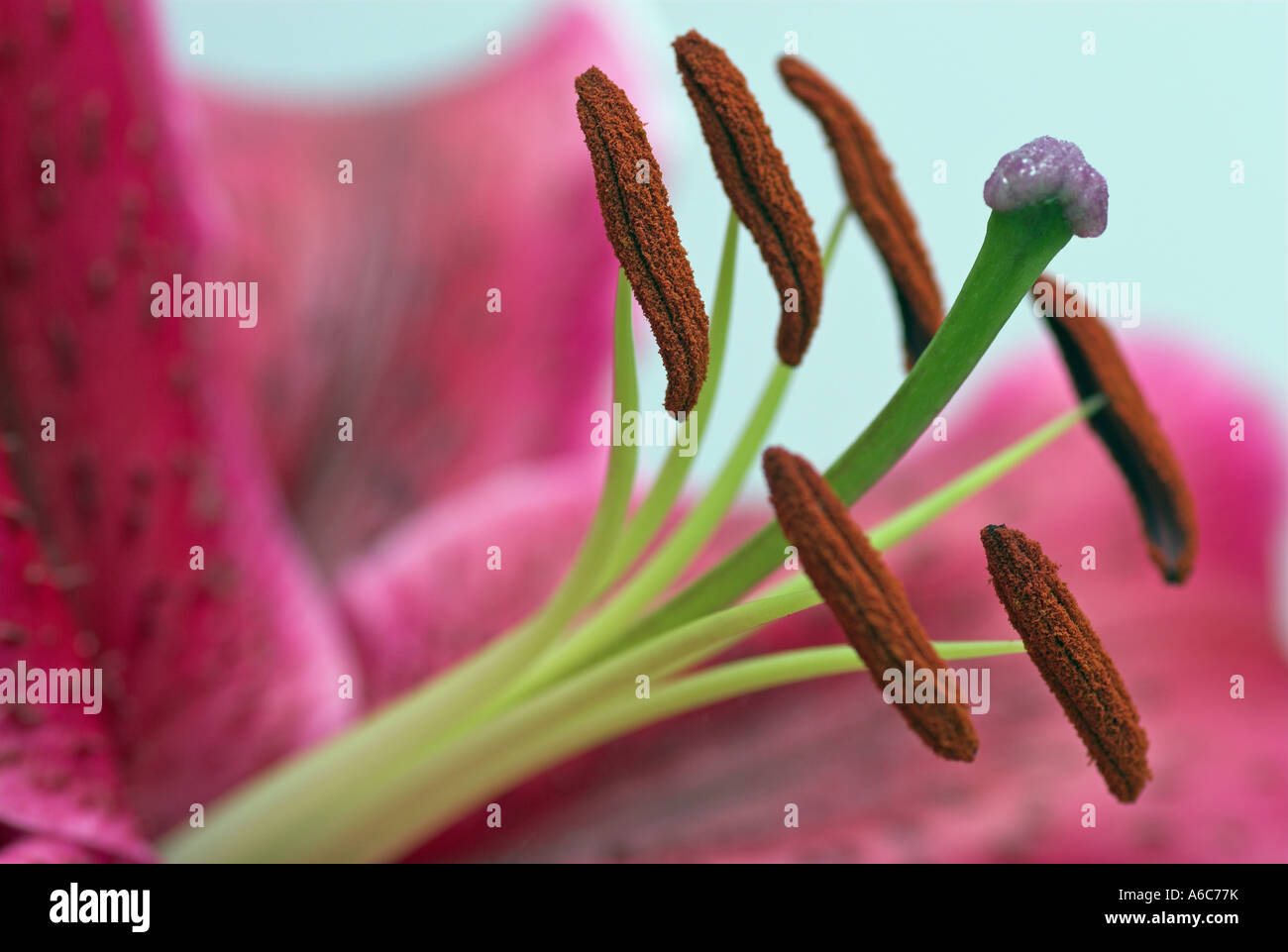 Stargazer Lily flower showing stamens and anthers Stock Photo - Alamy