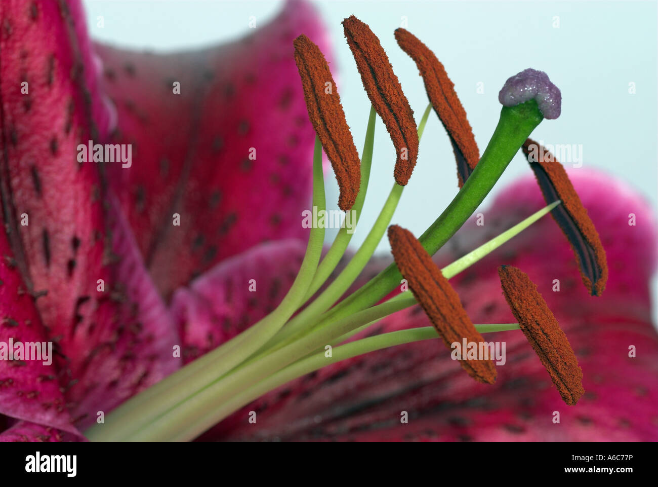 Stargazer Lily flower showing stamens and anthers Stock Photo - Alamy