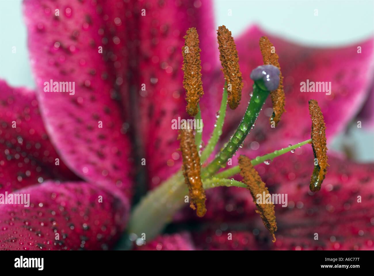 Stargazer Lily flower showing stamens and anthers Stock Photo - Alamy