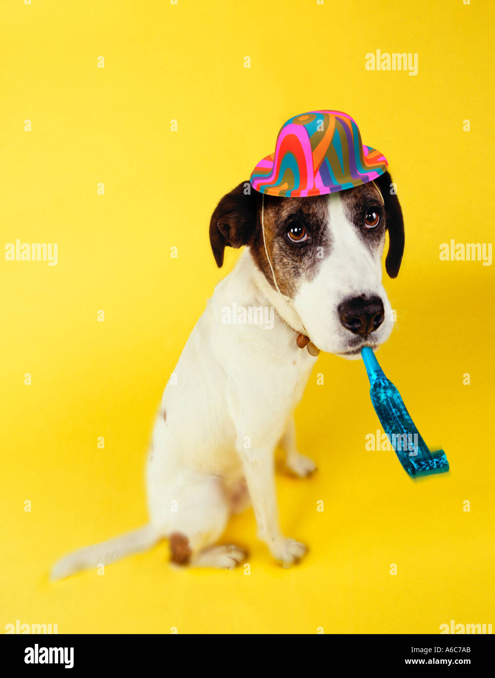 Dog party hat hi-res stock photography and images - Alamy