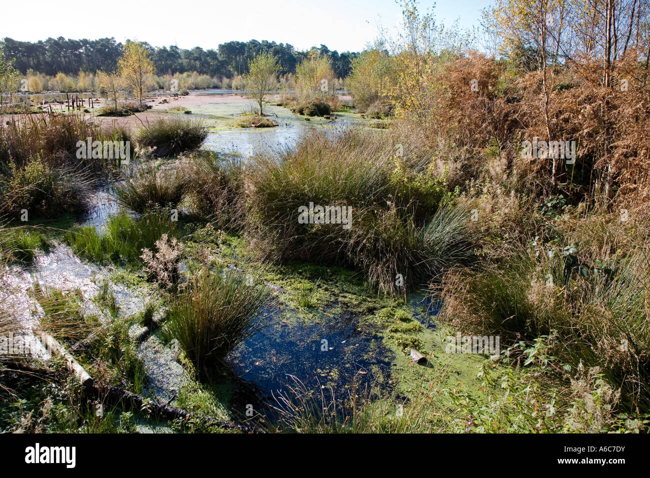Blakemere hi-res stock photography and images - Alamy