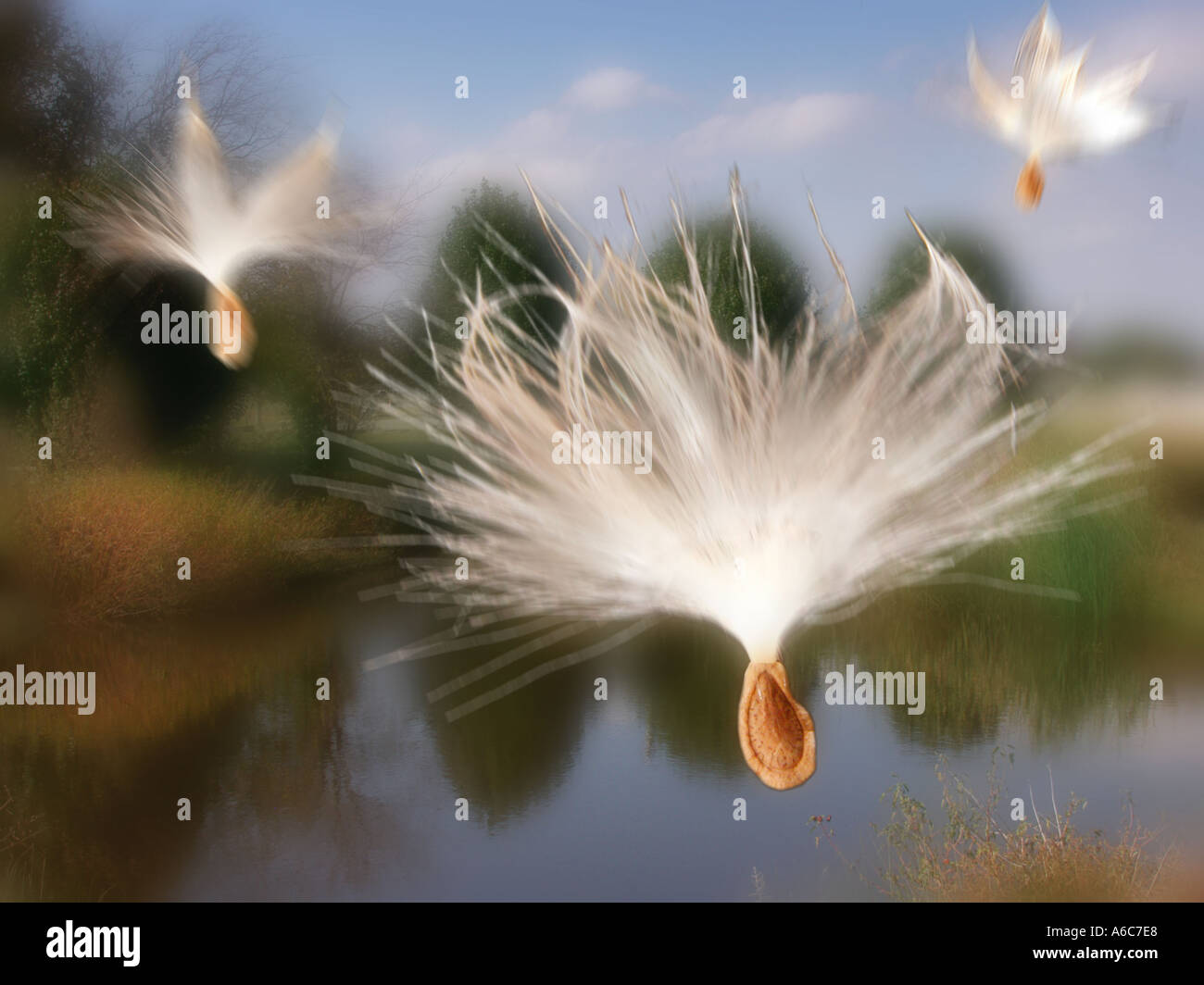 Milkweed Seeds Flying High Resolution Stock Photography and Images - Alamy