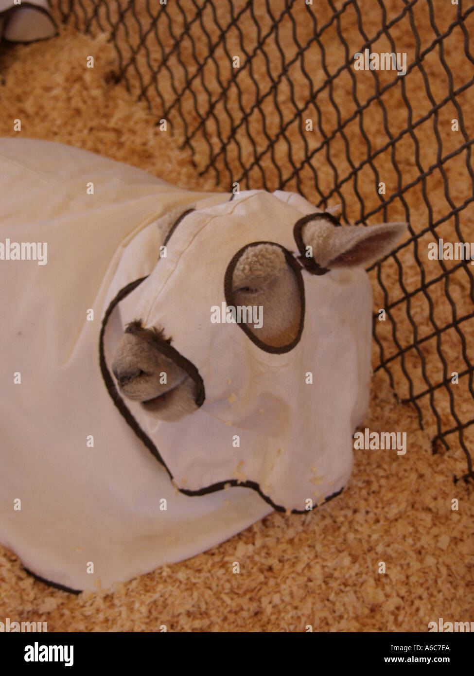 Sheep wearing mask Stock Photo - Alamy