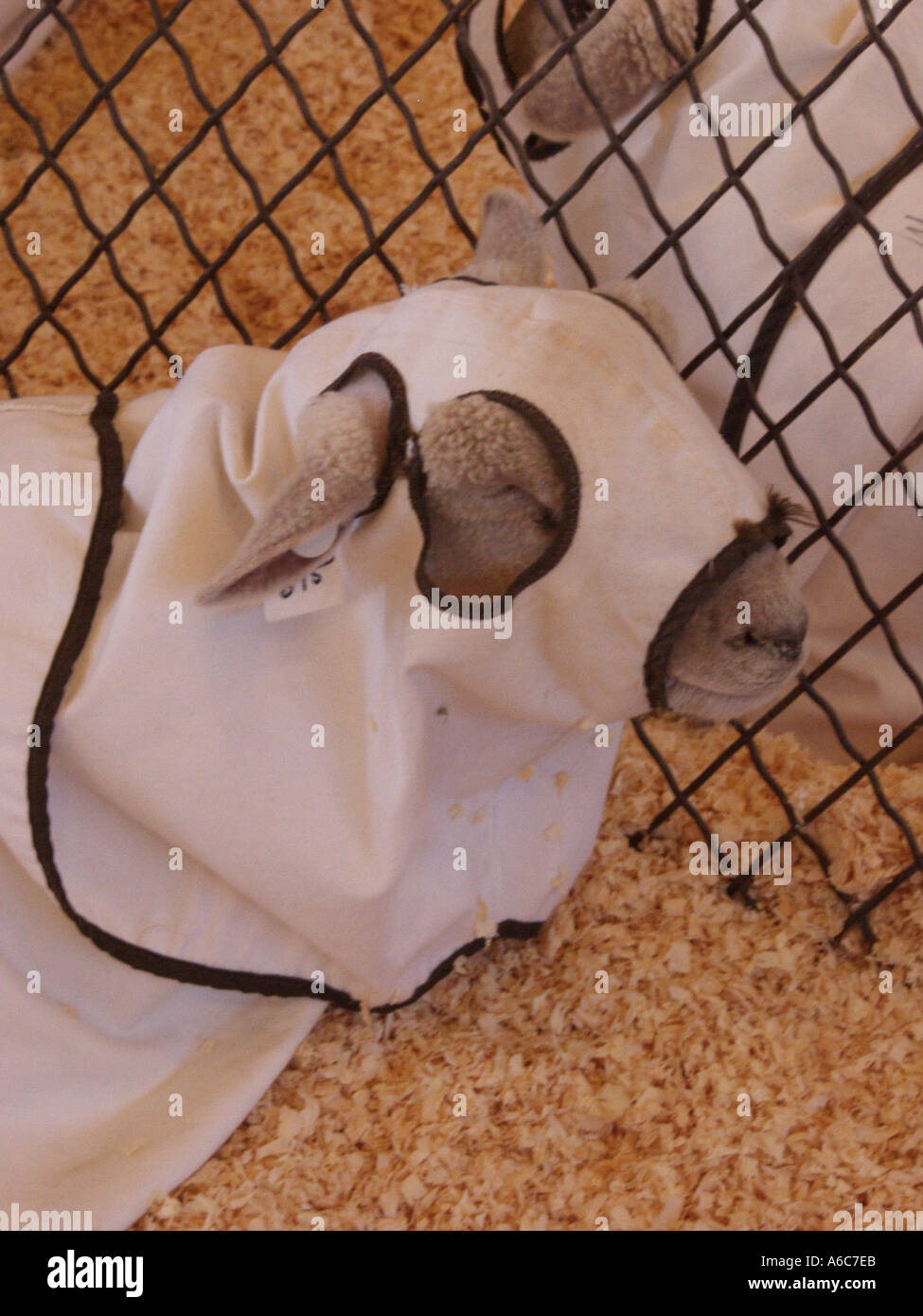 Sheep wearing mask Stock Photo - Alamy