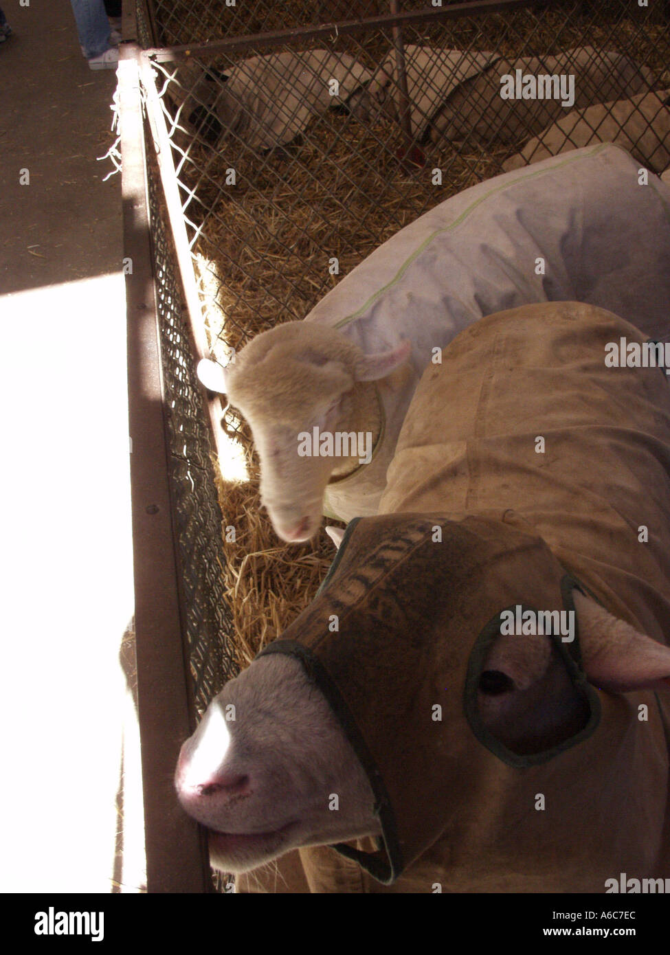 Sheep wearing mask Stock Photo - Alamy