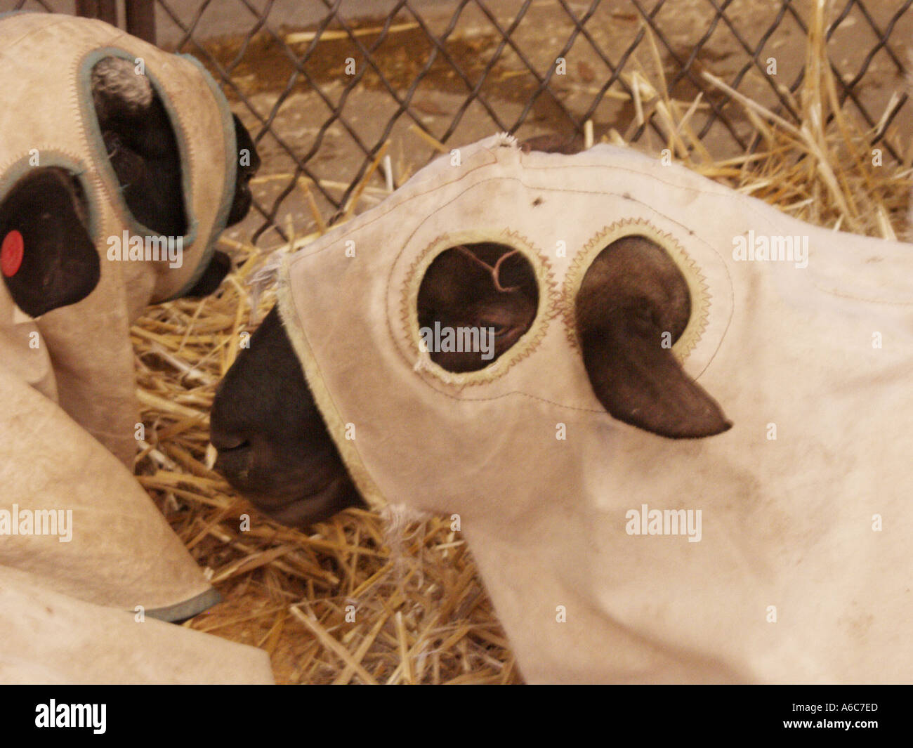 Sheep wearing mask Stock Photo - Alamy