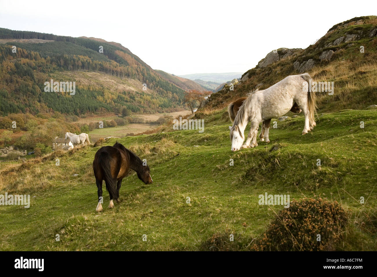 Carneddau Pony High Resolution Stock Photography and Images - Alamy