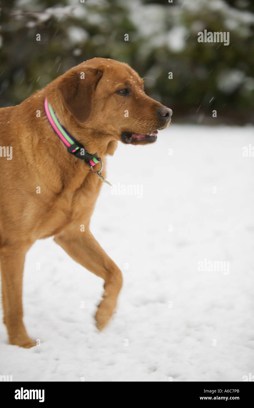 Labrador dog in snow Stock Photo - Alamy