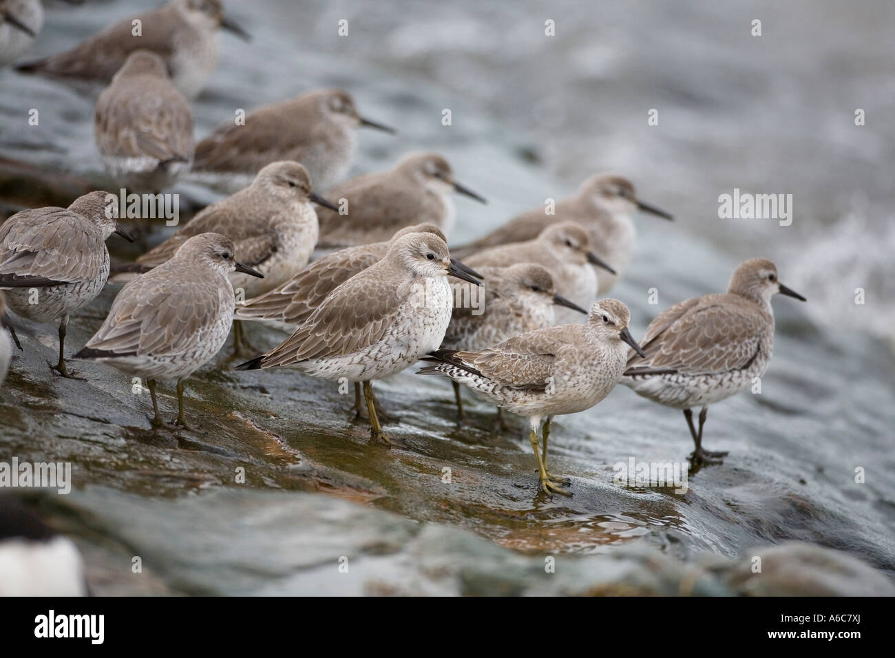 Dee estuary birds hi-res stock photography and images - Alamy