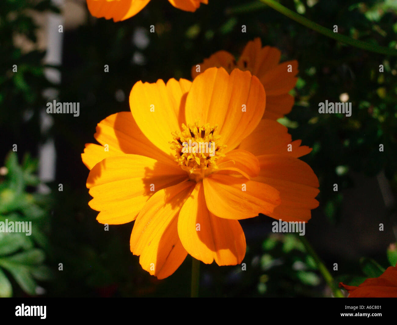 Merigold High Resolution Stock Photography and Images - Alamy