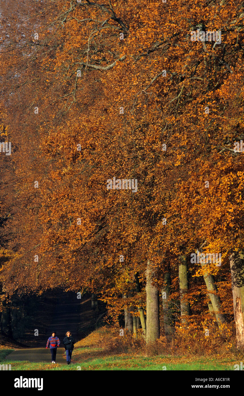 AUTUMN - FOREST - COMPIEGNE - PICARDY - FRANCE Stock Photo - Alamy