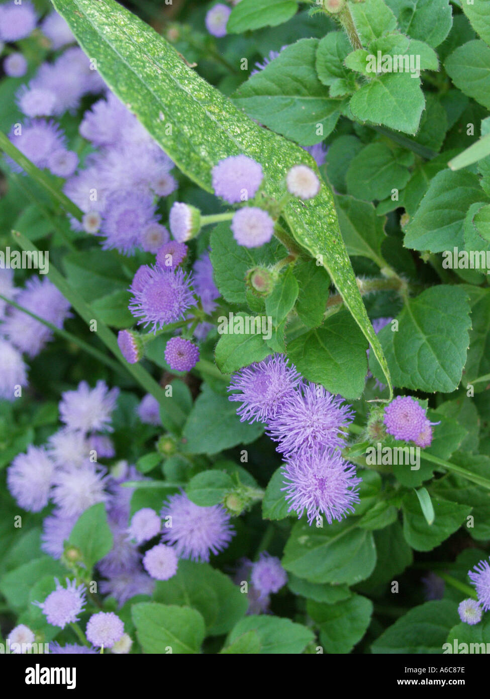 Blue ageratum flower green leaves hi-res stock photography and images ...