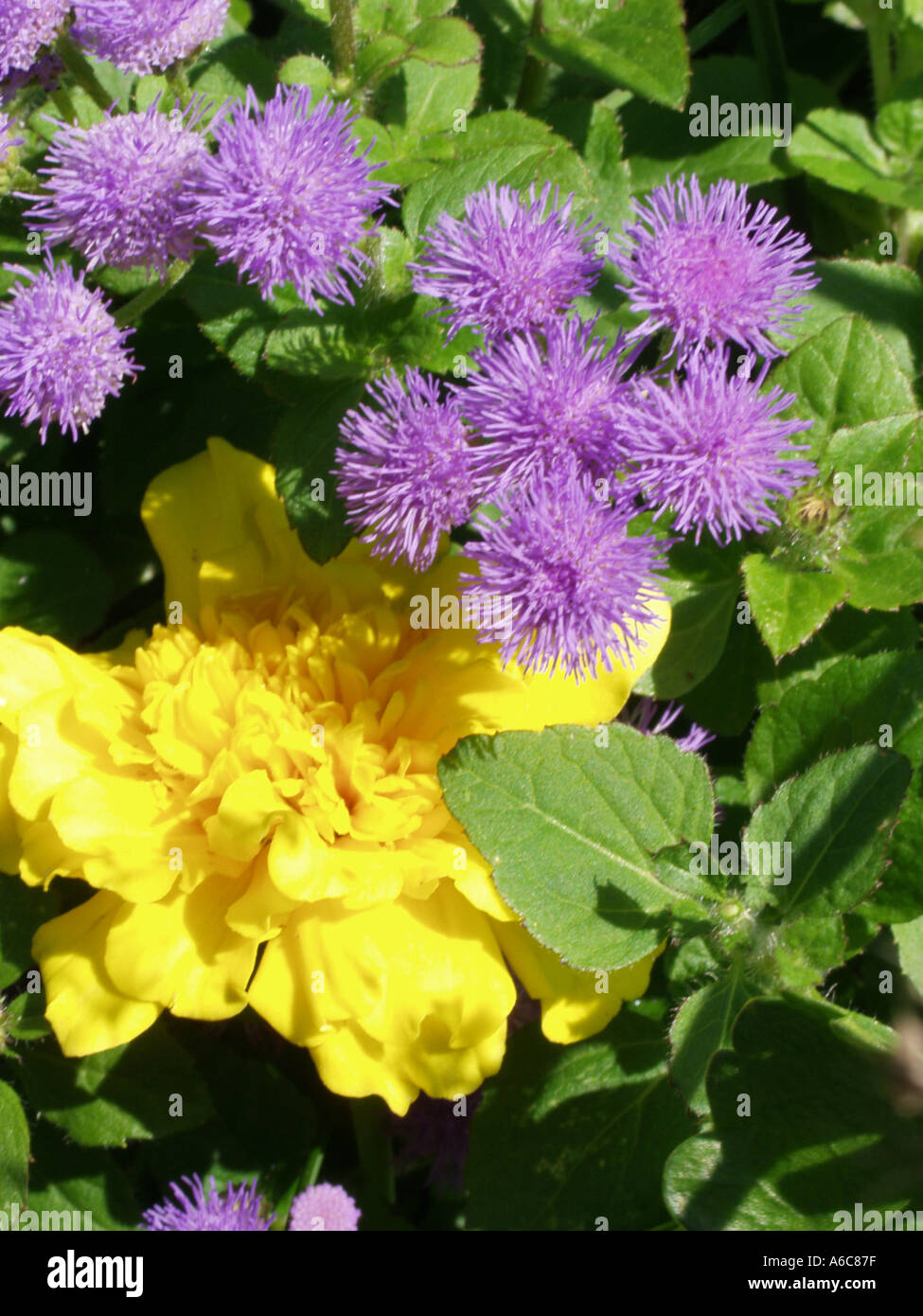 Blue ageratum flower green leaves hi-res stock photography and images ...