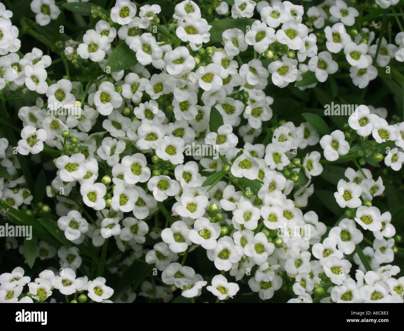 Alysum hi-res stock photography and images - Alamy