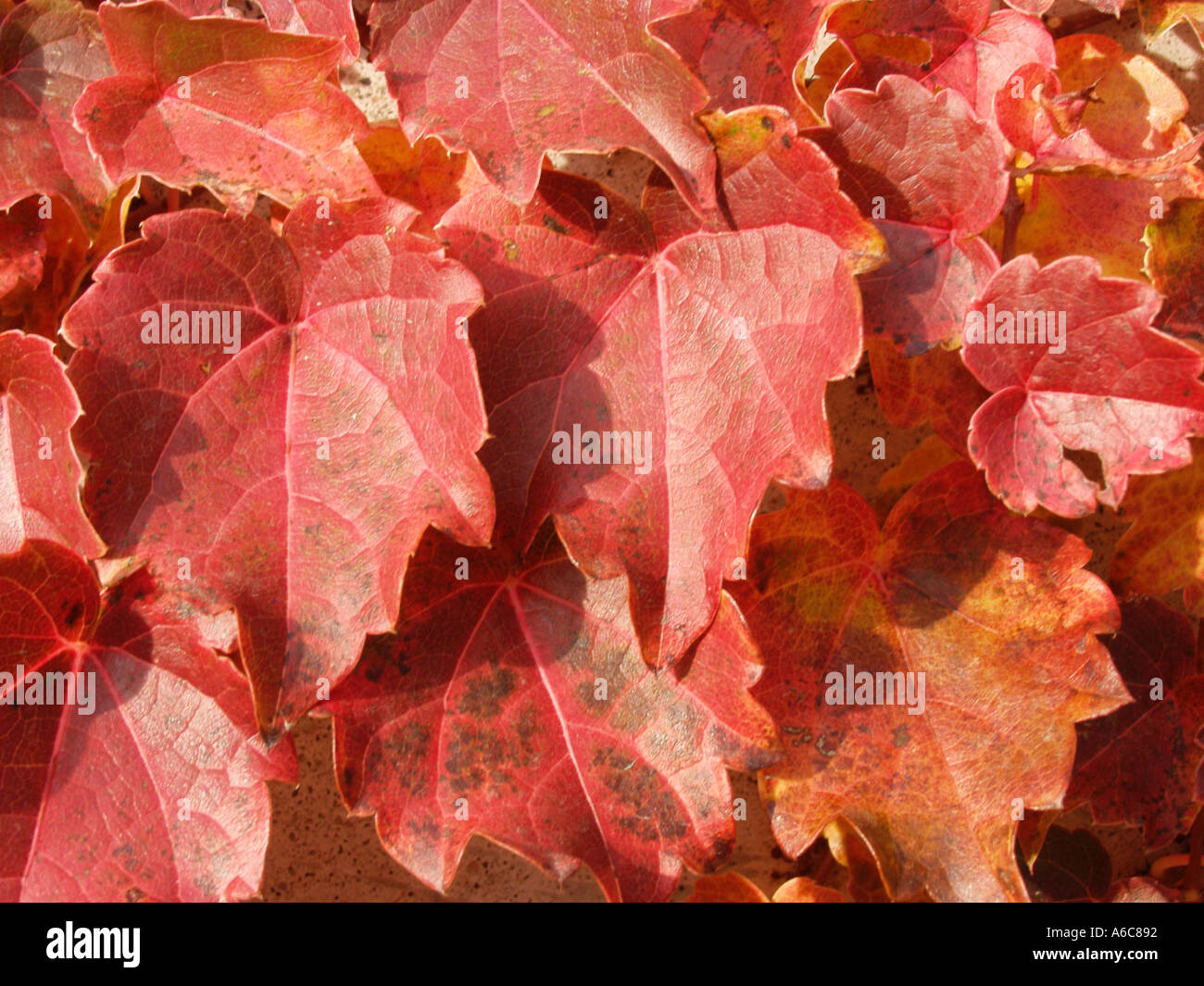 Ivy native to asia hi-res stock photography and images - Alamy