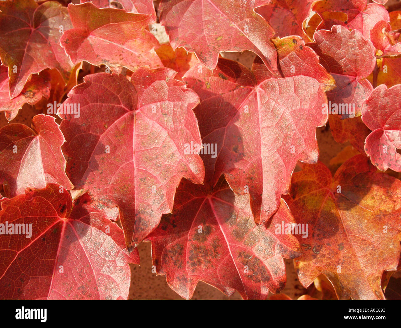 Ivy plant turning red hi-res stock photography and images - Alamy