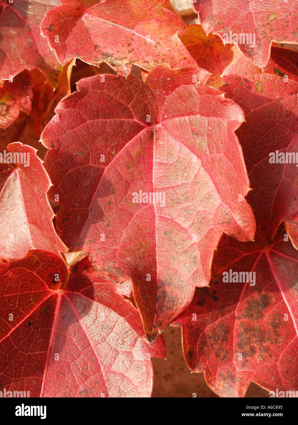 Ivy native to asia hi-res stock photography and images - Alamy