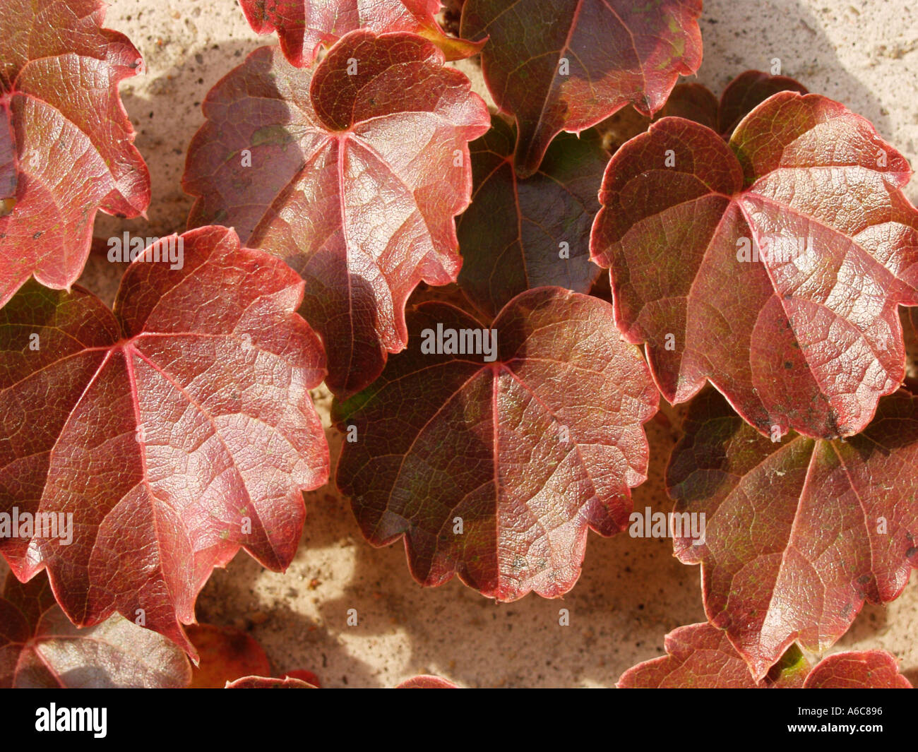 Ivy plant turning red hi-res stock photography and images - Alamy