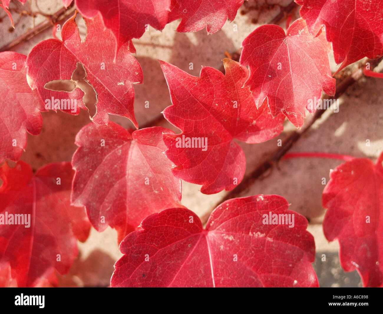 Ivy native to asia hi-res stock photography and images - Alamy