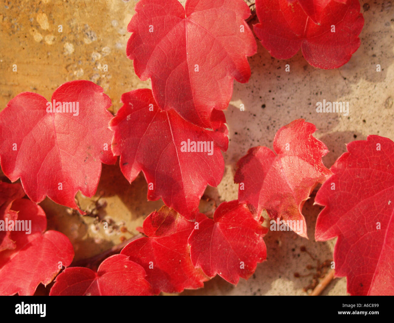 Ivy native to asia hi-res stock photography and images - Alamy