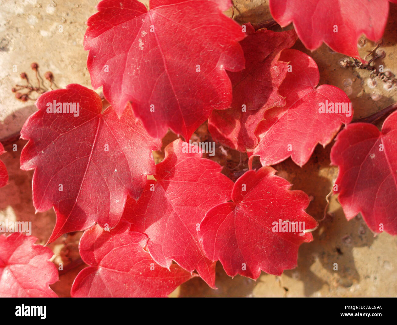 Ivy native to asia hi-res stock photography and images - Alamy