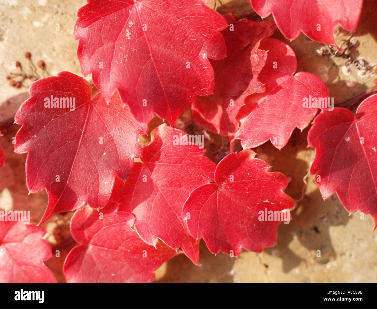 Ivy plant turning red hi-res stock photography and images - Alamy