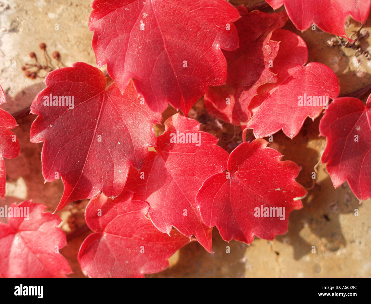 Ivy native to asia hi-res stock photography and images - Alamy