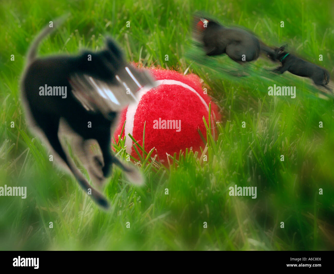 Dogs play toy hi-res stock photography and images - Alamy
