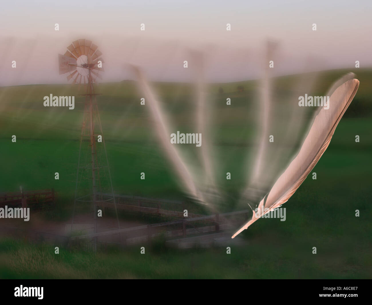 Feather in Flight Stock Photo - Alamy