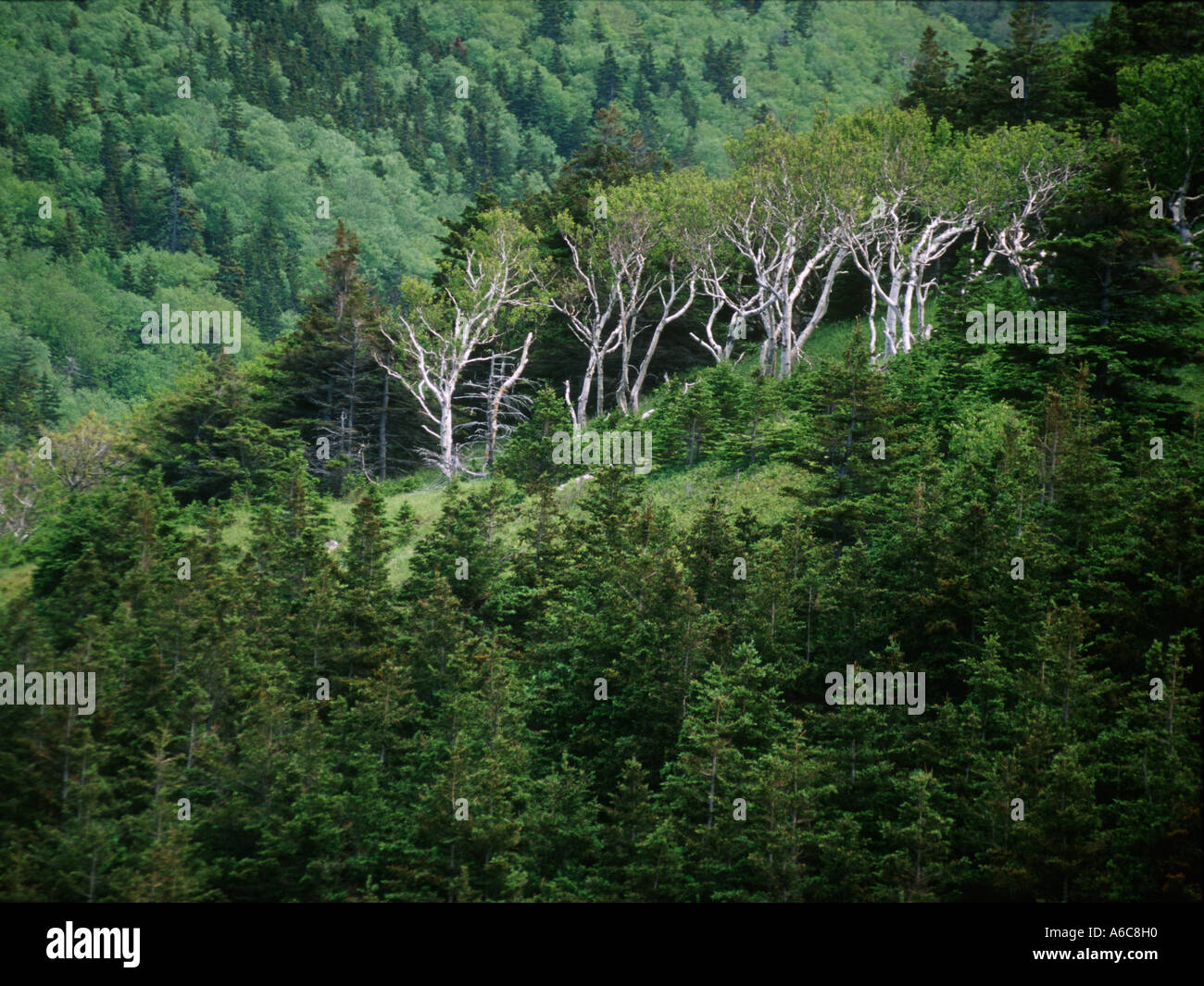 Dead group hi-res stock photography and images - Alamy