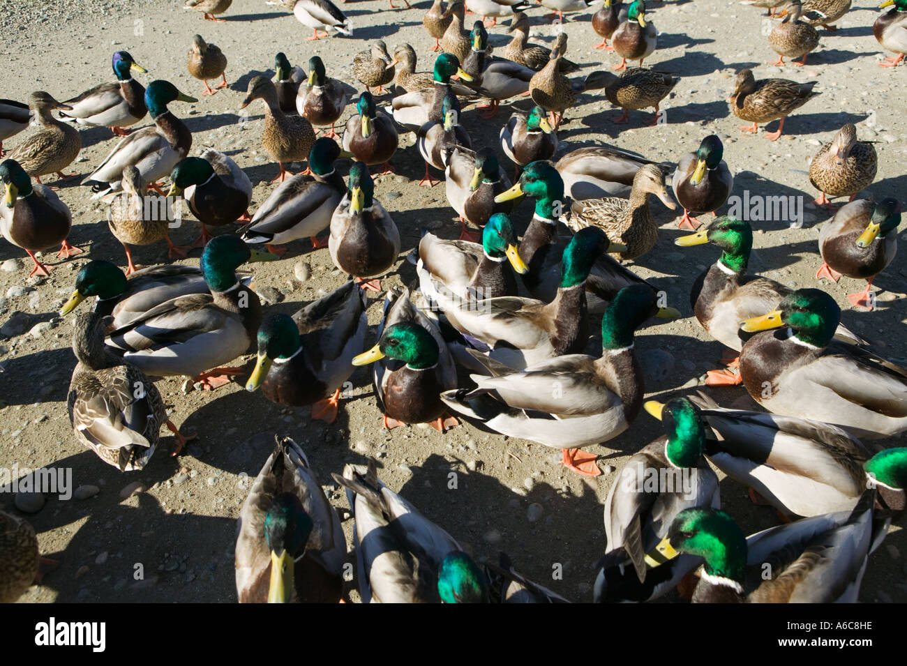 Ducks at Reifel Bird Sanctuary Delta BC Canada Stock Photo - Alamy