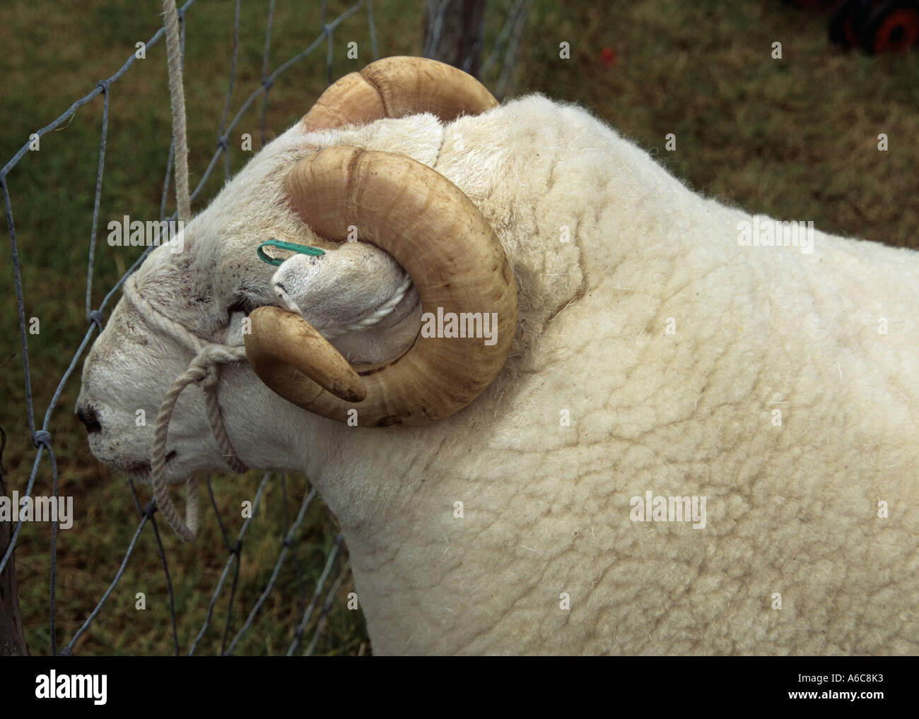 NORTH WALES UK August Pedigree Welsh Mountain Sheep Reserve Champion ...