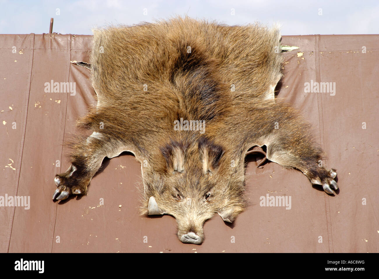 wild boar skin slung over a canopy Stock Photo - Alamy