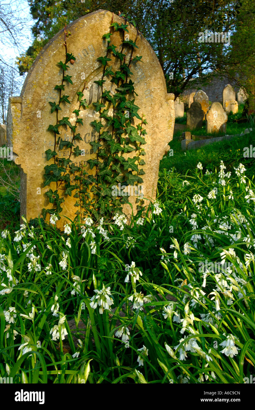Overgrown gravestone slowly being covered over by vegetation Stock ...